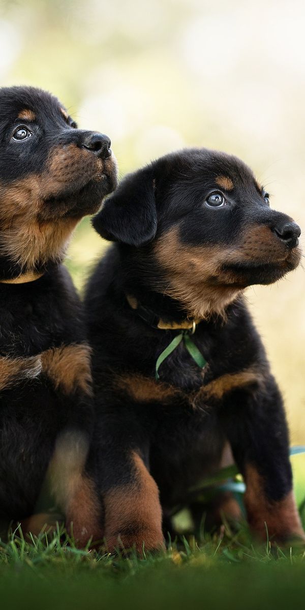 Free Beauceron 4K Wallpapers & Desktop HD Backgrounds for PC