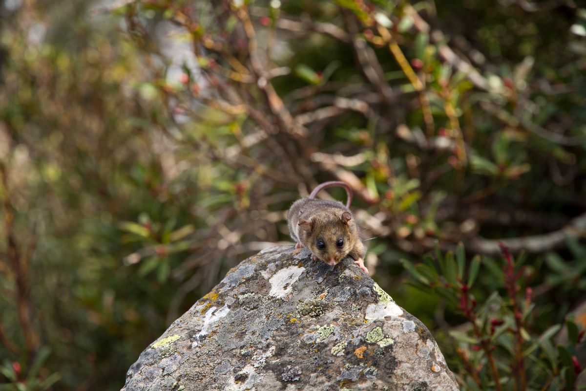 Download "Marsupial" wallpapers for mobile phone, free "Marsupial" HD ...