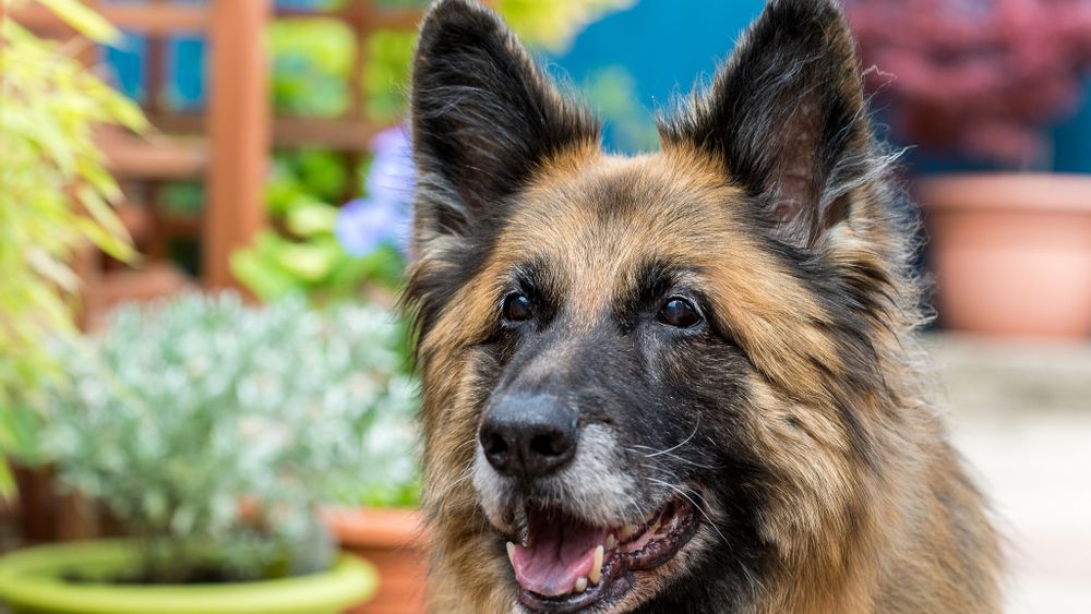 Fond d'écran HD: Animaux, Chiens, Chien, Museau, Berger Allemand ...