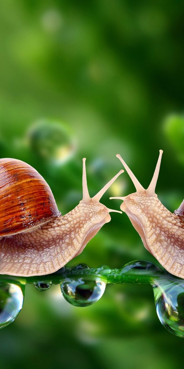 Free Carapace 4K Wallpapers & Desktop HD Backgrounds for PC