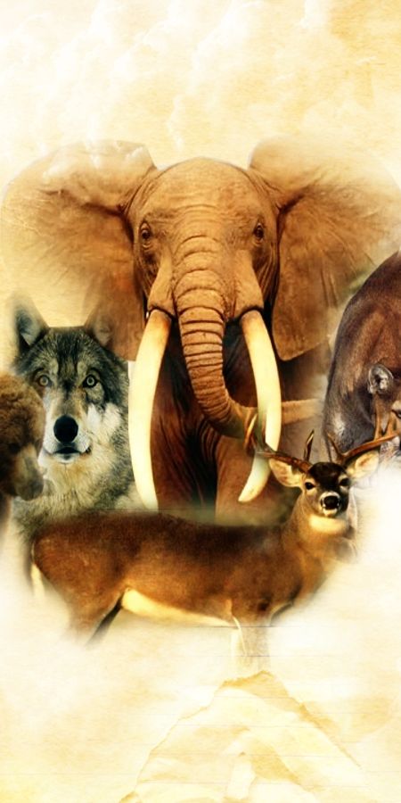 Desktop wallpaper: Animal, Collage, Bear, Cougar, Deer, Elephant, Lion ...
