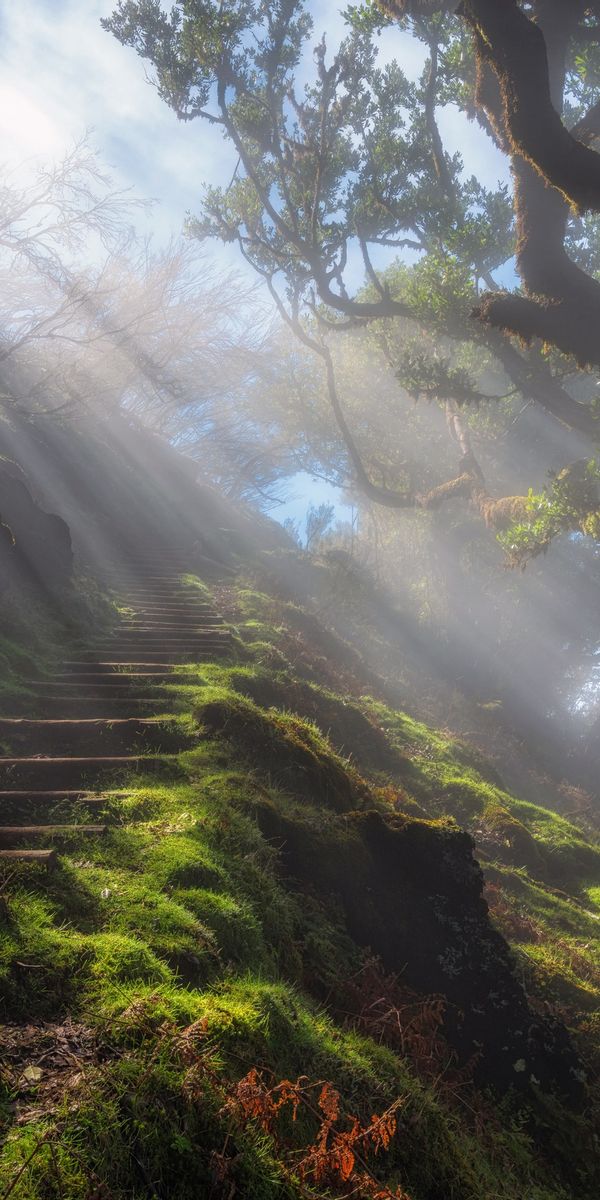 Phone wallpaper: Steps, Nature, Earth, Sunbeam, Tree 862617