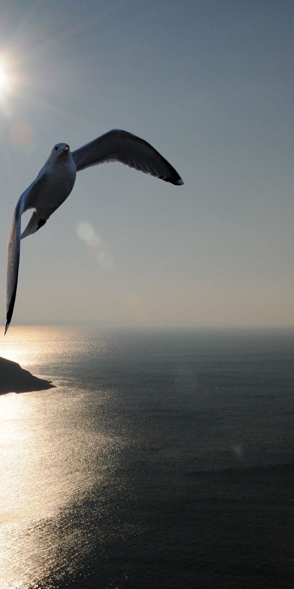 Phone wallpaper: Sweep, Animals, Sky, Sea, Silhouette, Shadow, Flight ...