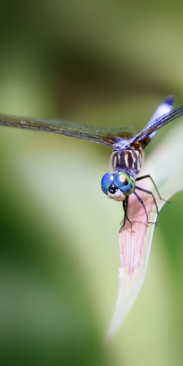 Desktop wallpaper: Insects, Animal, Dragonfly 4K free download for PC ...