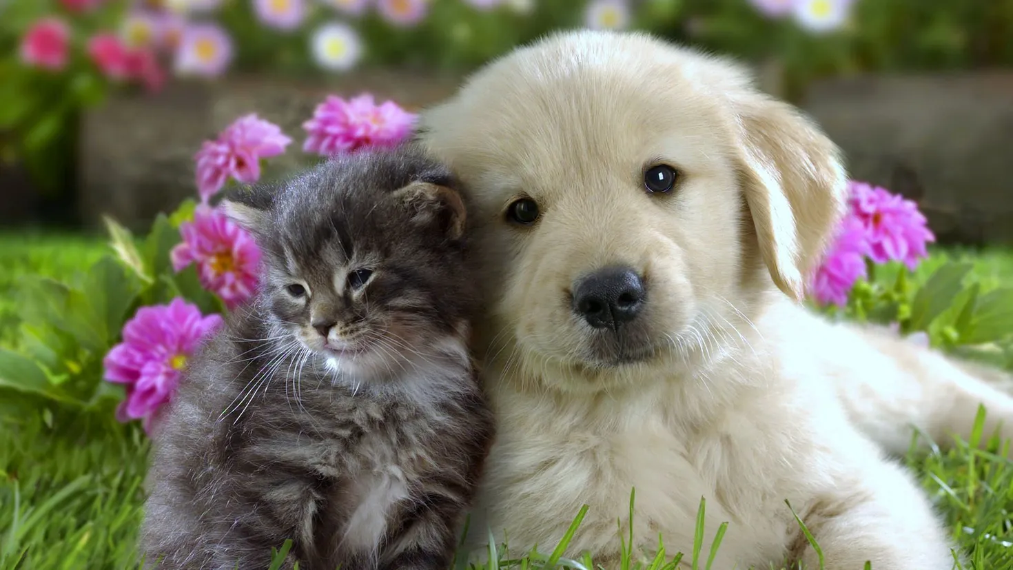 Fond d'écran HD: Animaux, Museau, Chiot, Herbe, Fleurs, Minou, Chaton ...
