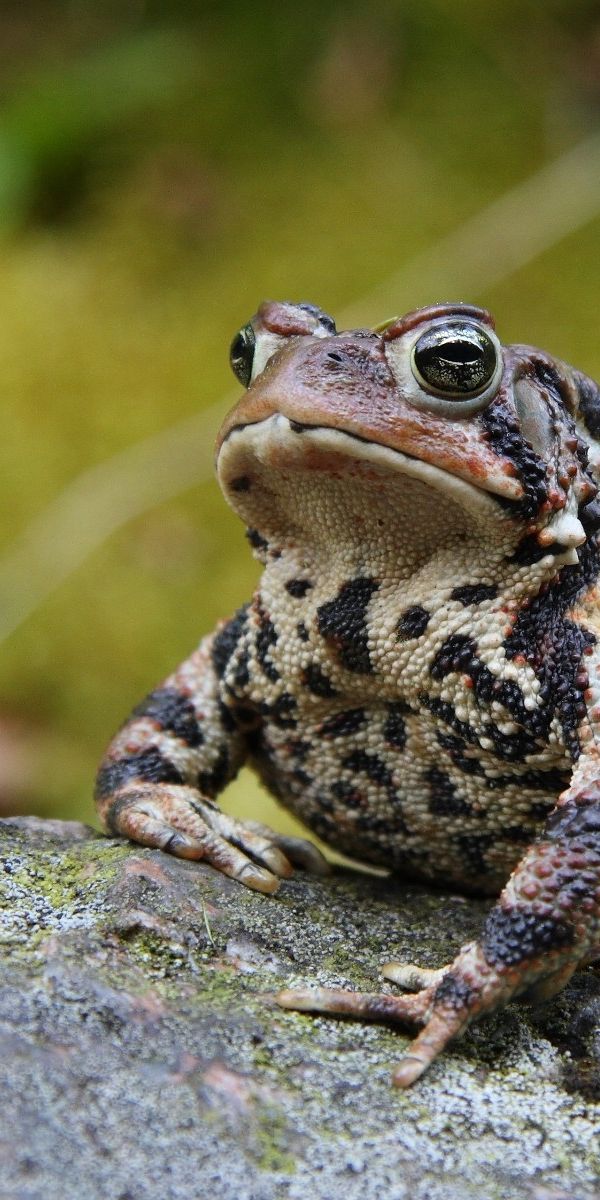 Baixe o papel de parede "Sapo Americano" para o seu celular em imagens ...