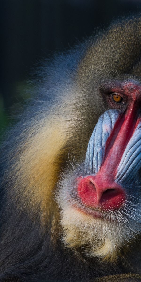 Fonds d'écran Mandrill pour PC, télécharger gratuitement des images et ...