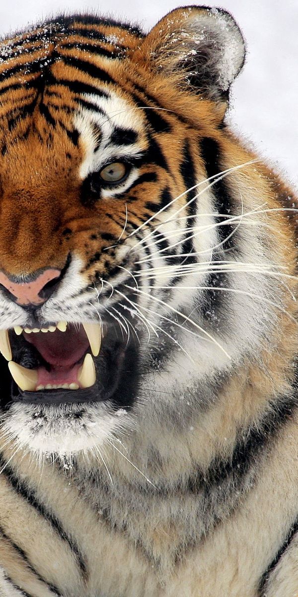Phone wallpaper: Tiger, Animal, Cat, Snarl, Wildcat, Cats 372729