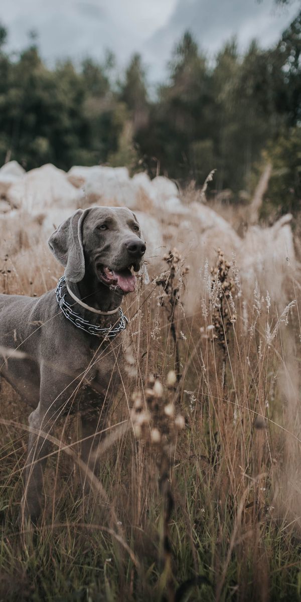 Free Weimaraner 4K Wallpapers & Desktop HD Backgrounds for PC