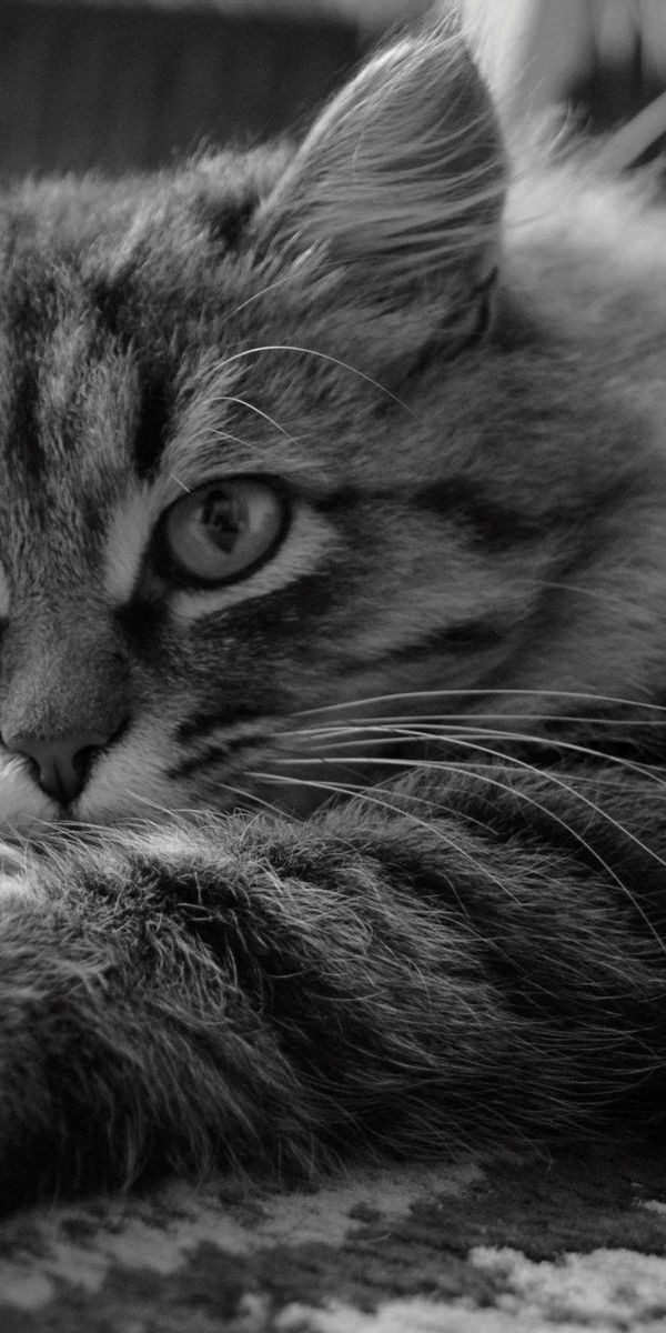 Lazy Person Phone Wallpapers: Free 4K & HD Downloads | mob.org