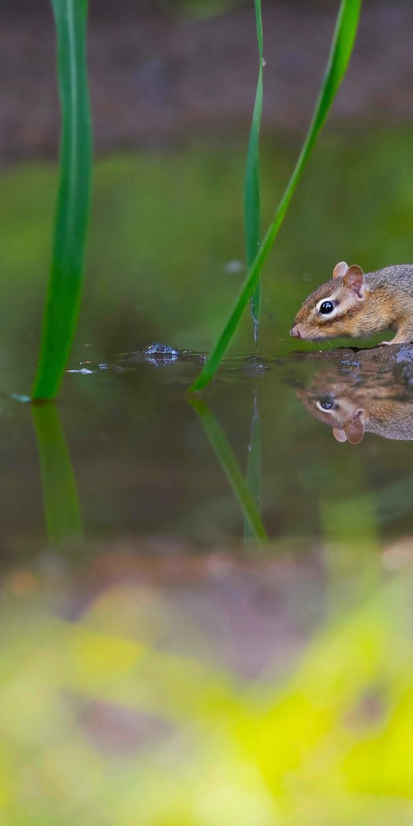 Desktop wallpaper: Animal, Chipmunk, Reflection, Rodent, Water 4K free ...