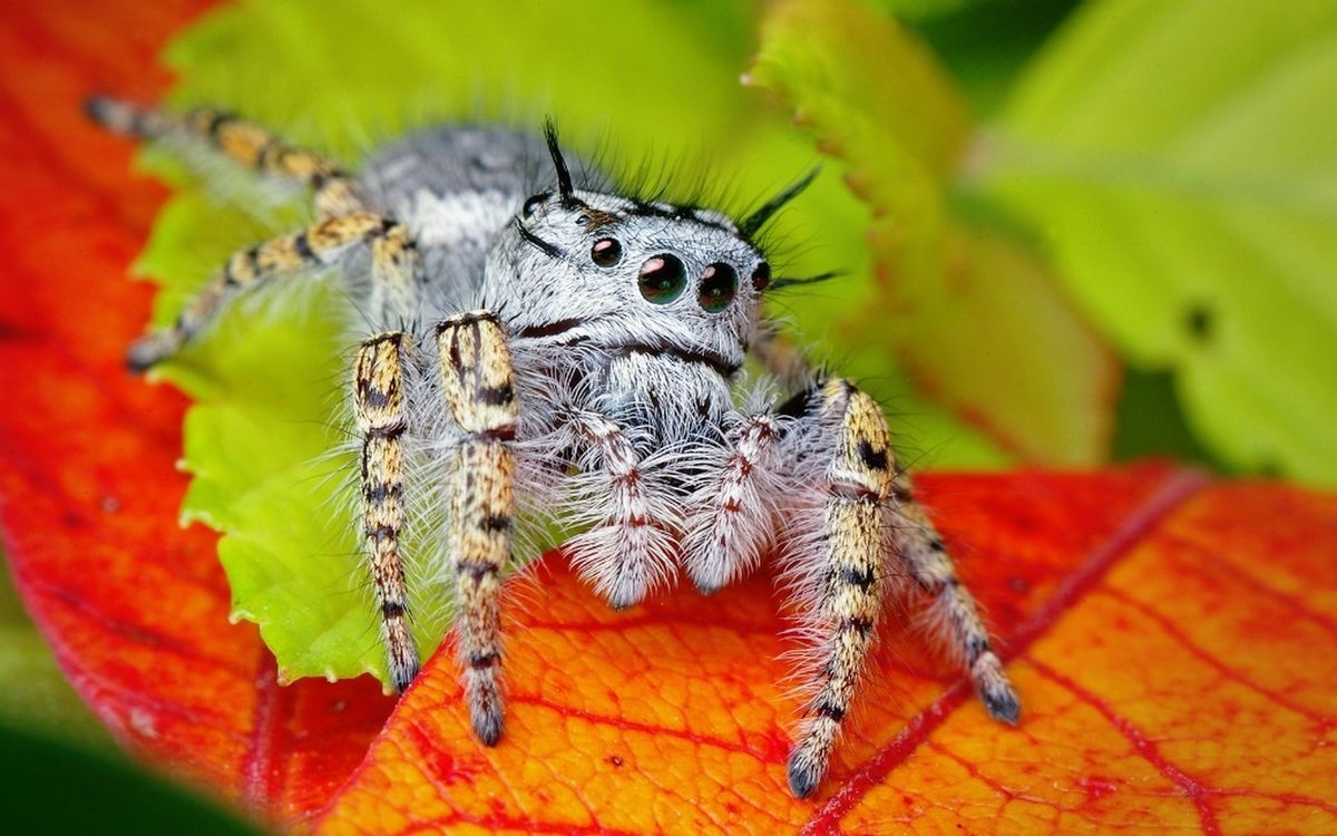 Download "Jumping Spider" wallpapers for mobile phone, free "Jumping ...
