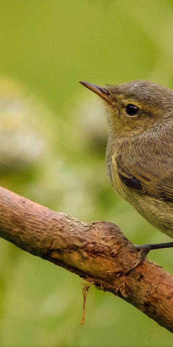 Common Chiffchaff Phone Wallpapers: Free 4K & HD Downloads | mob.org