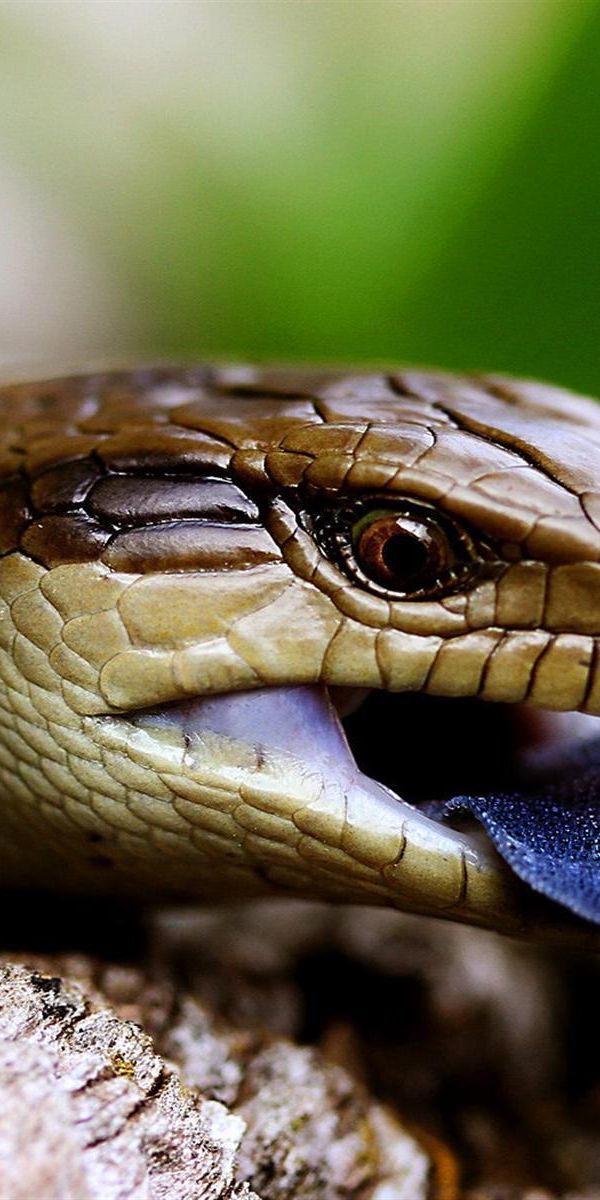 Free Blue Tongue Skink 4K Wallpapers & Desktop HD Backgrounds for PC