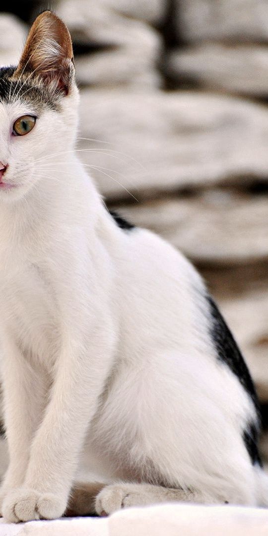 Fonds d'écran Chaton pour PC, télécharger gratuitement des images et ...
