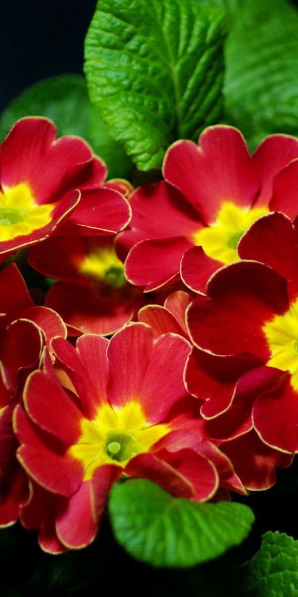 Papéis de parede de Primula para desktop, baixe gratuitamente imagens e ...