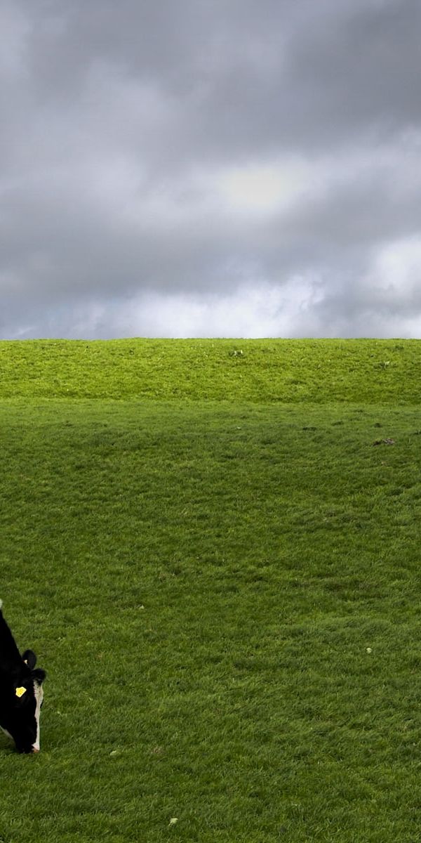 Desktop wallpaper: Dairy Cow, Cow, Animal 4K free download for PC. 175718