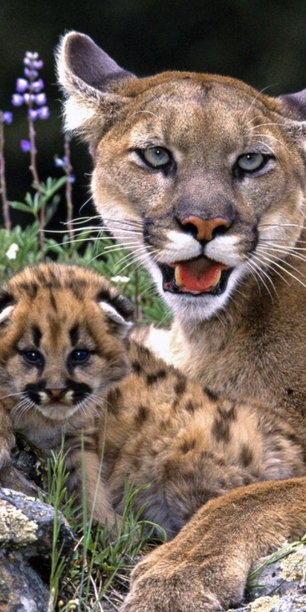Phone wallpaper: Animals, Puma, Young, Care, Cubs 87854