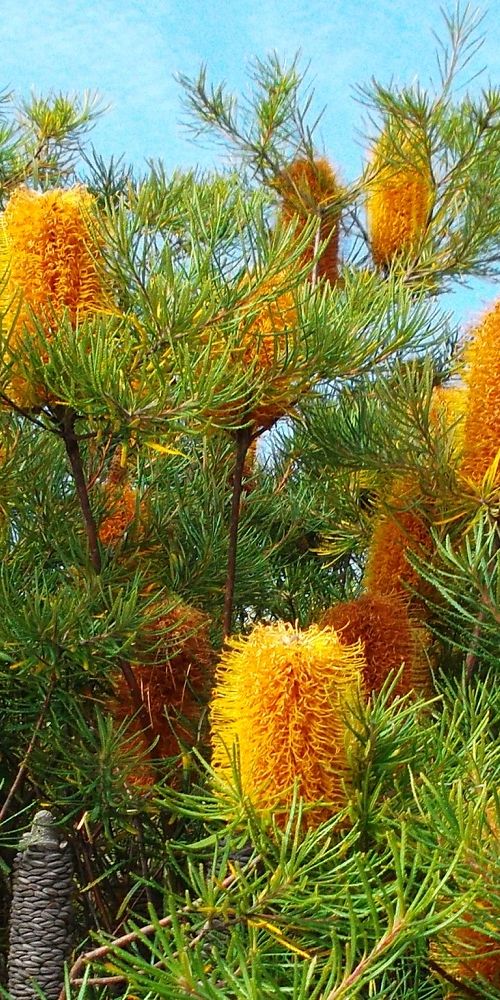Banksia Phone Wallpapers: Free 4K & HD Downloads | mob.org