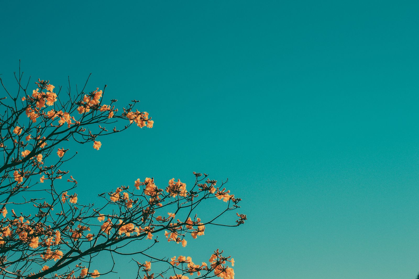 Best phone wallpapers free download, most popular mobile pictures | mob.org