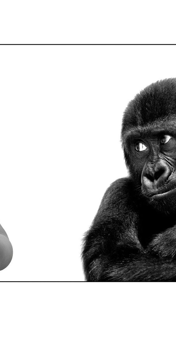 Free Monkey 4K Wallpapers & Desktop HD Backgrounds for PC