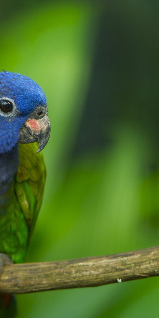 Fond d'écran HD: Perroquet, Animaux télécharger une image gratuite #1471650