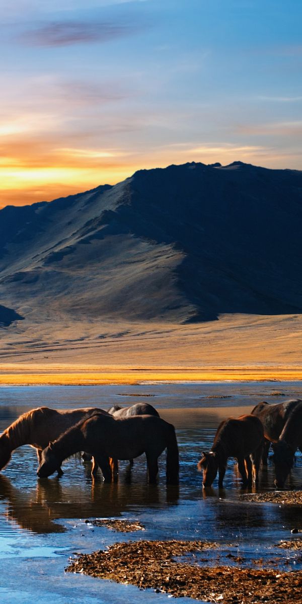 Mongolian Phone Wallpapers: Free 4K & HD Downloads | mob.org