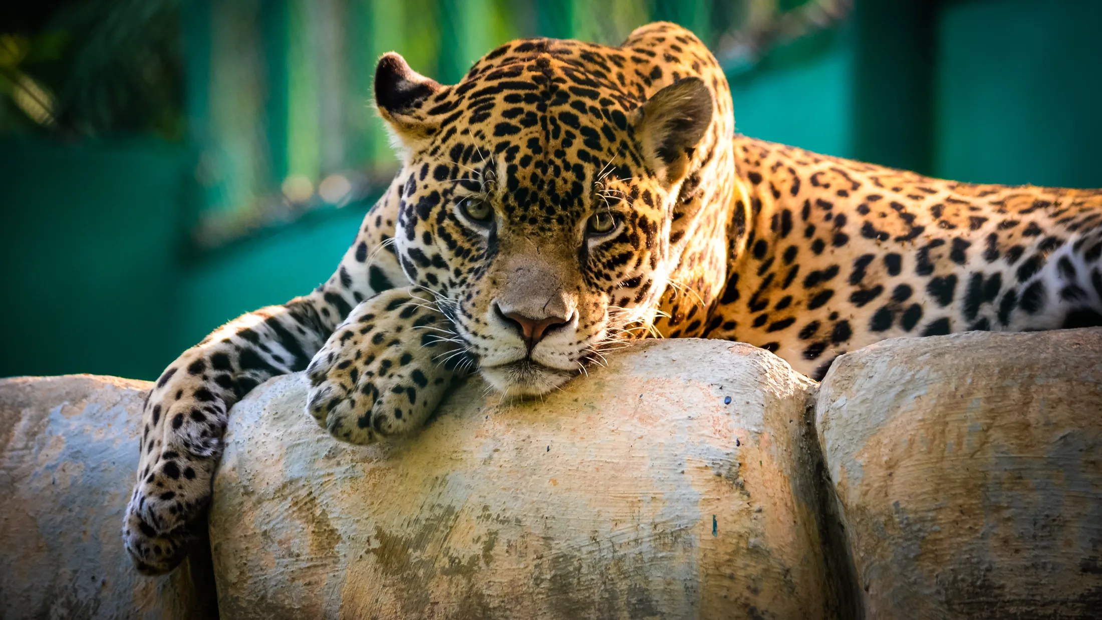 Free Panther 4K Wallpapers & Desktop HD Backgrounds for PC