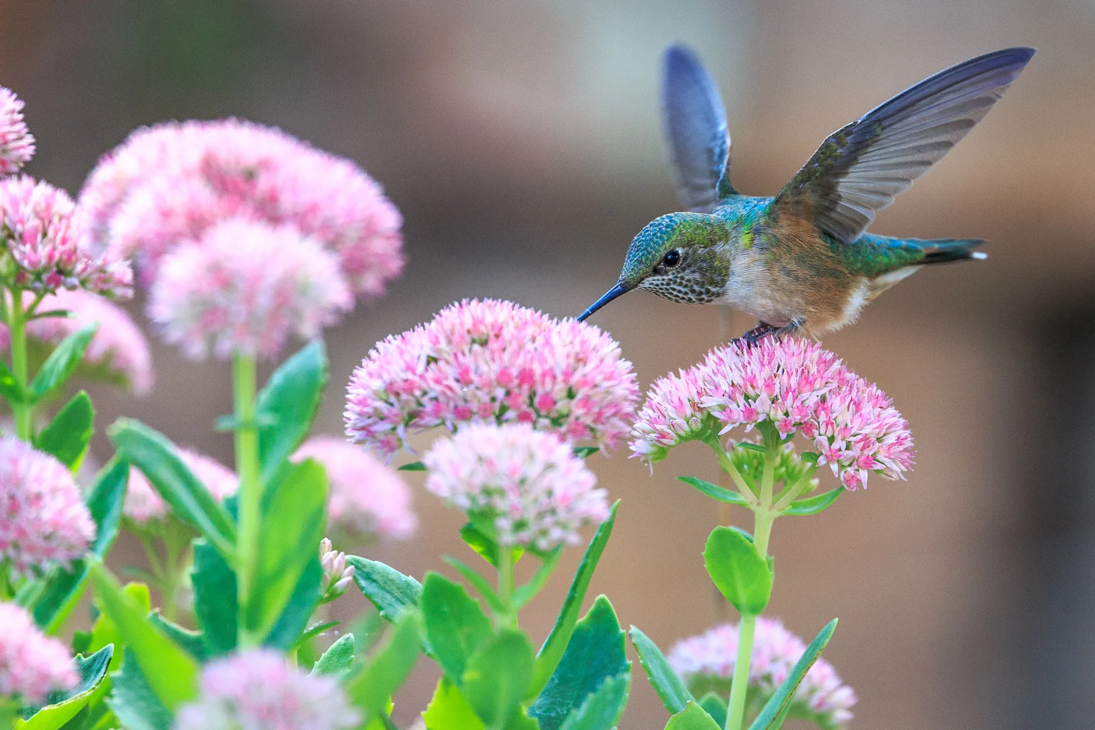 Free Hummingbird 4K Wallpapers & Desktop HD Backgrounds for PC