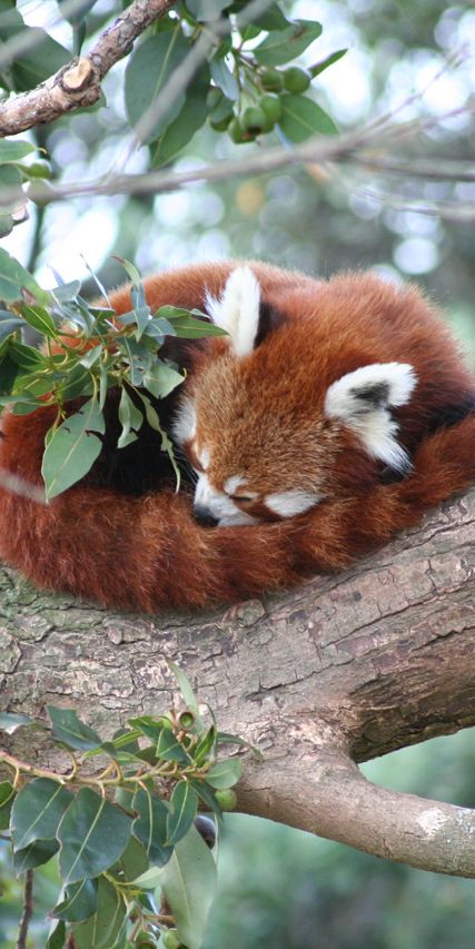 Fondo de pantalla de Panda Rojo de PC, gratis para computadora 4K