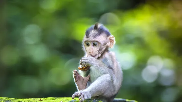 Desktop wallpaper: Monkey, Monkeys, Animal, Baby Animal, Bokeh 4K free ...