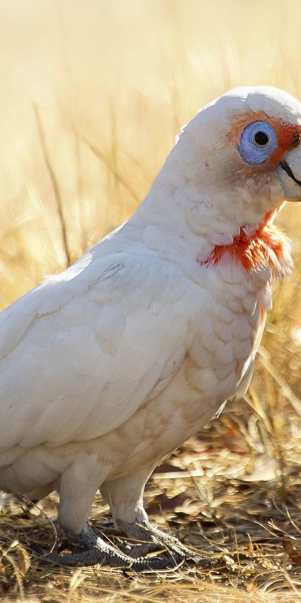 Free Long Billed Corella 4K Wallpapers & Desktop HD Backgrounds for PC