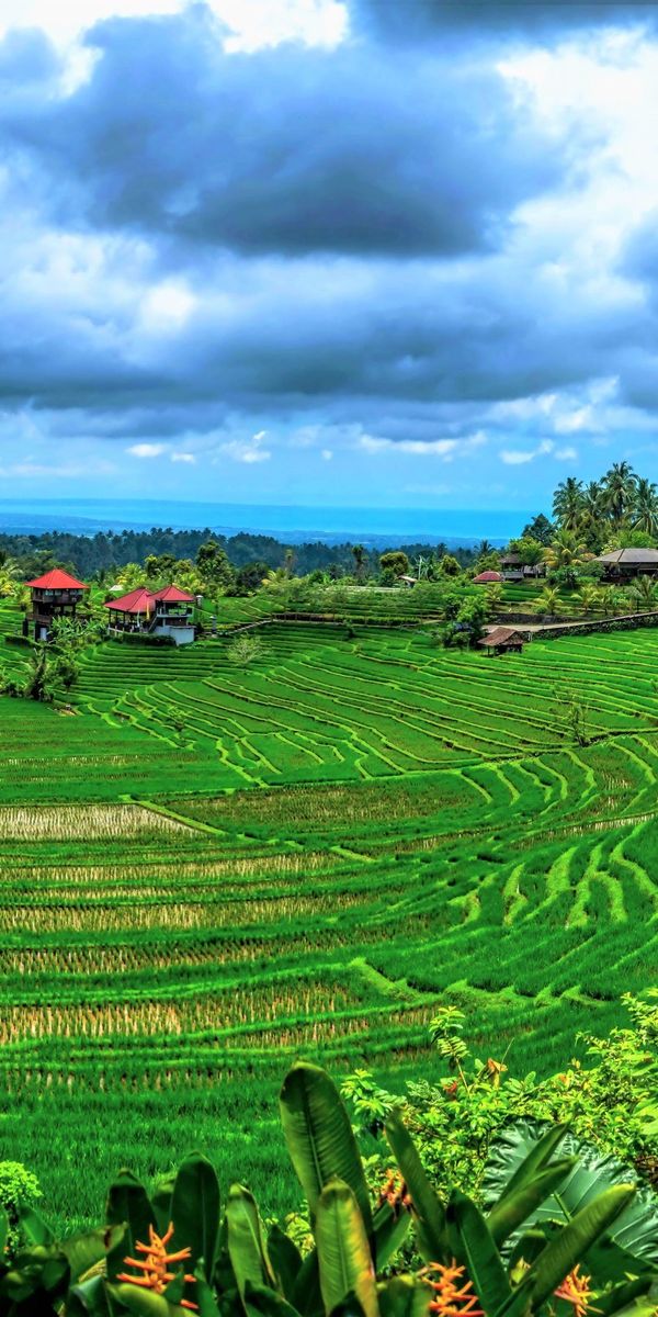 Desktop wallpaper: Indonesia, Landscape, Bali, Tropical, Rice Terrace ...