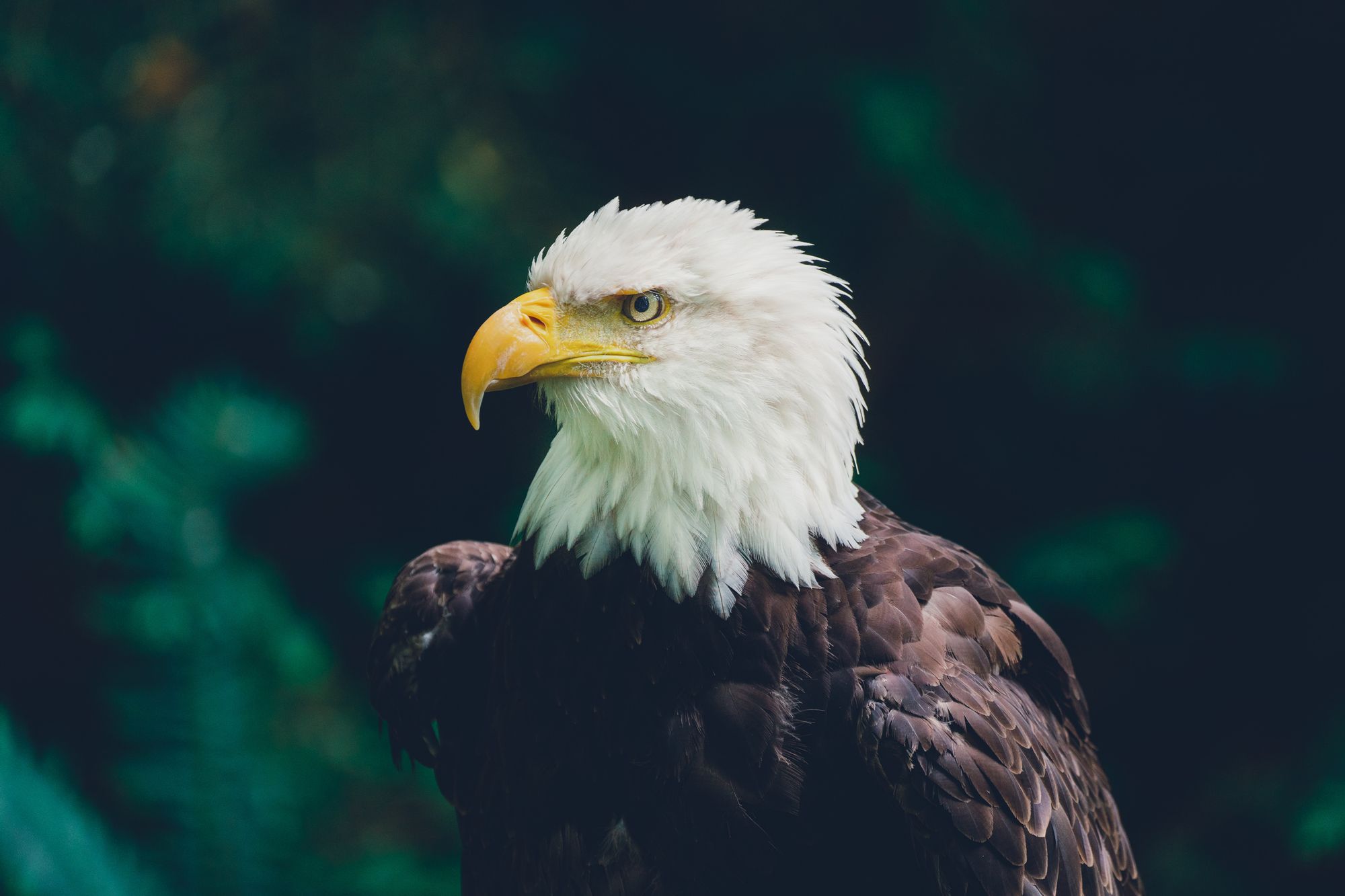 Free Wildlife 4K Wallpapers & Desktop HD Backgrounds for PC