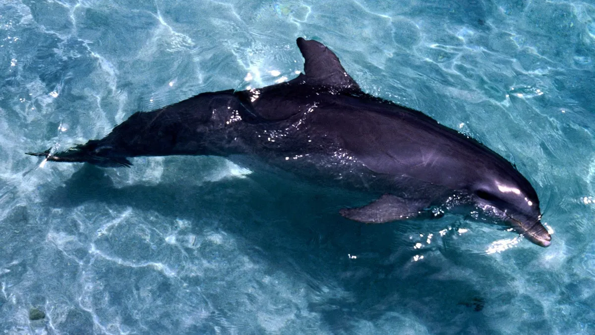 Desktop wallpaper: Animal, Dolphin 4K free download for PC. 614338