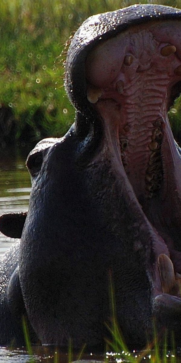 Phone wallpaper: Hippopotamus, Animals, Water, To Fall, Mouth, To Swim ...