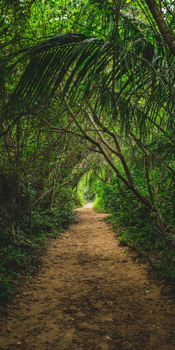 Phone wallpaper: Jungle, Trees, Nature, Bush, Path 59991