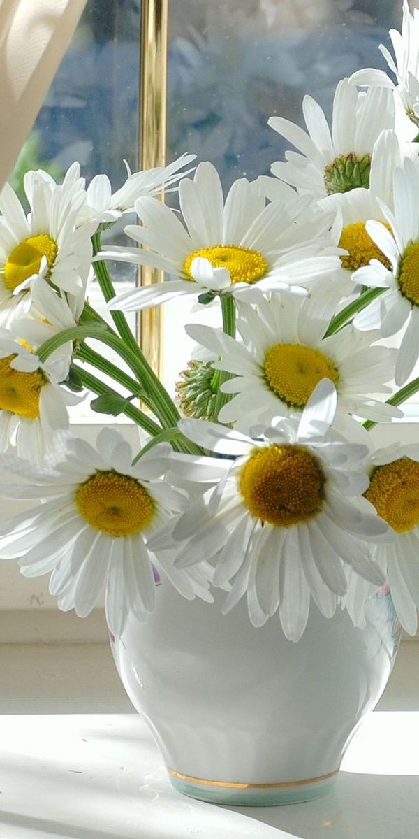 Window Sill Phone Wallpapers: Free 4K & HD Downloads | mob.org