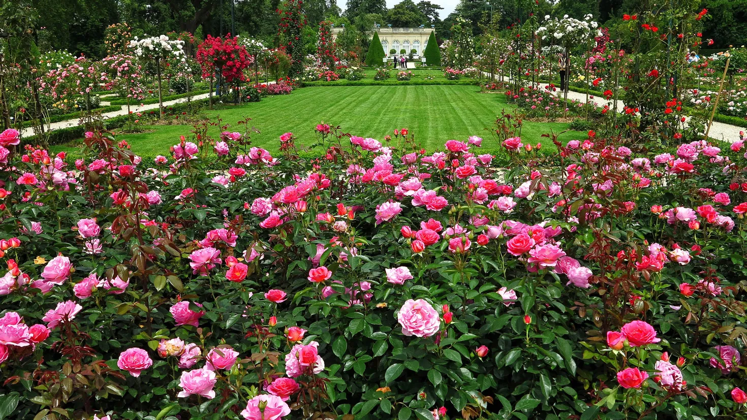 Desktop wallpaper: Garden, England, Rose Bush, Man Made, Flower, Pink ...