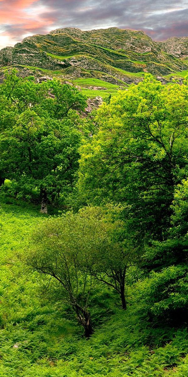Desktop wallpaper: Mountains, Brightly, Lowland, Landscape, Trees ...