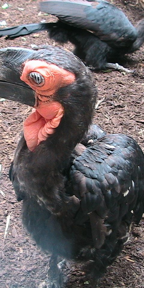 Southern Ground Hornbill Phone Wallpapers: Free 4K & HD Downloads | mob.org