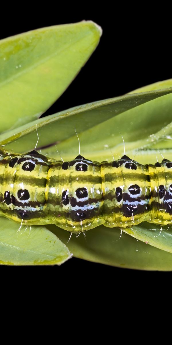 Box Tree Moth Caterpillar Phone Wallpapers: Free 4K & HD Downloads ...