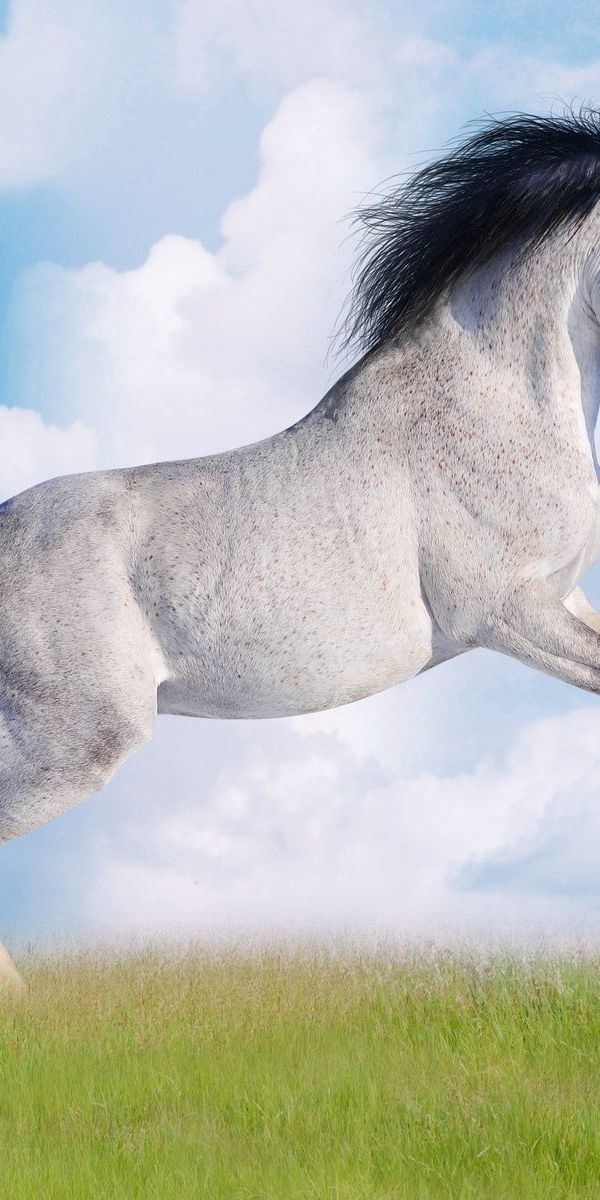 Free Black Mane 4K Wallpapers & Desktop HD Backgrounds for PC