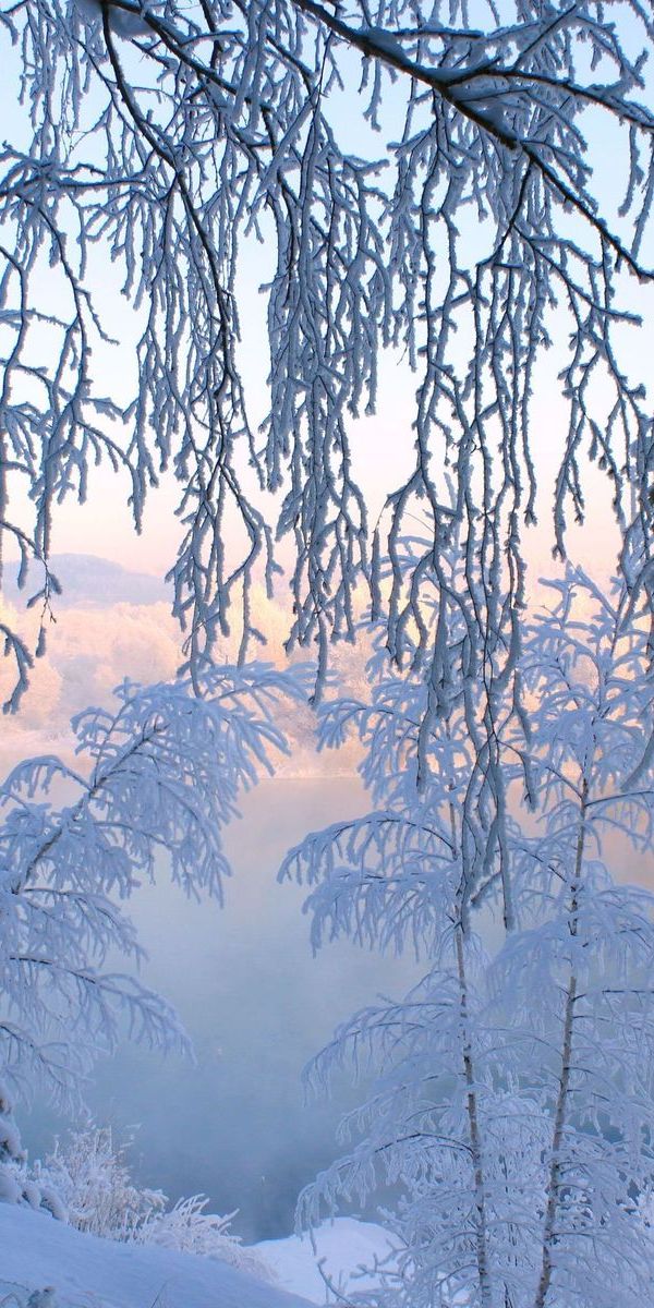 HDデスクトップ 壁紙: 地球, 冬, 森, 山, 雪ダウンロード無料画像 #223192