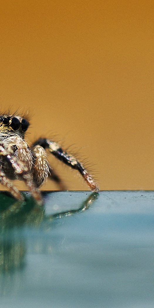 Phone wallpaper: Animal, Spider, Jumping Spider, Spiders 522257