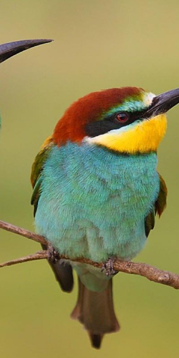 Yellow Throated Bee Eater Phone Wallpapers: Free 4K & HD Downloads ...