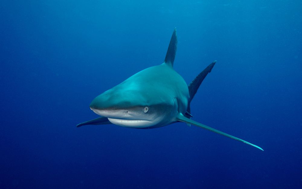 Download "Bull Shark" wallpapers for mobile phone, free "Bull Shark" HD ...