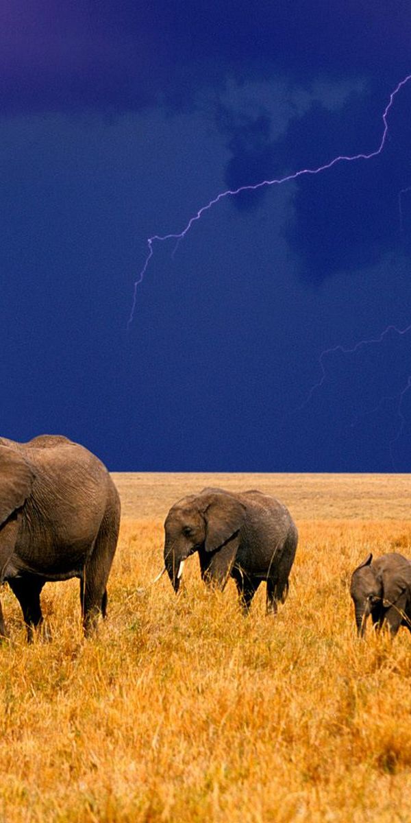 Fondo de pantalla de PC Animales, Elefante Africano De Sabana ...
