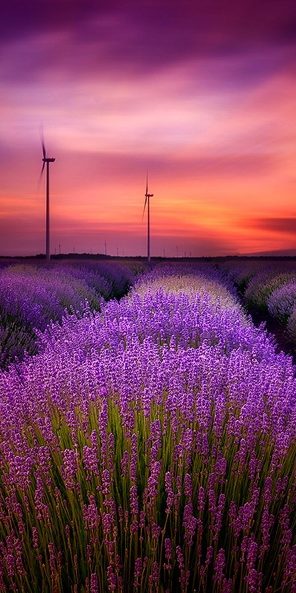 Phone wallpaper: Lavender, Purple Flower, Earth, Field, Flower, Sky ...