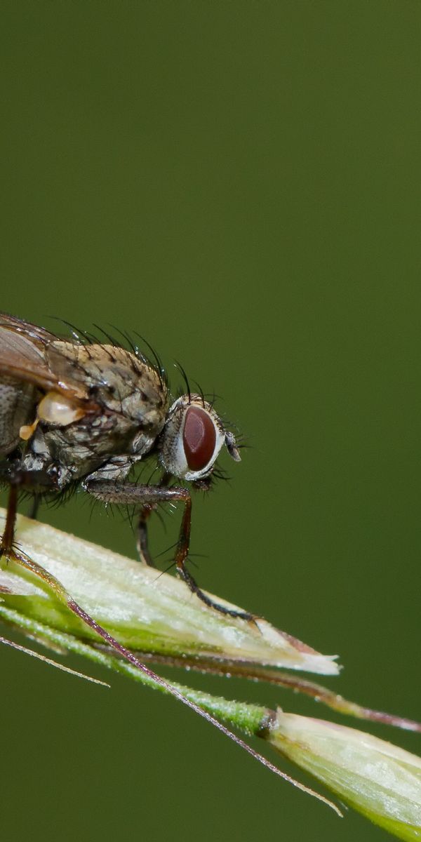 Laden Sie das "Fliege"-Hintergrundbild für Ihr Handy in hochwertigen ...